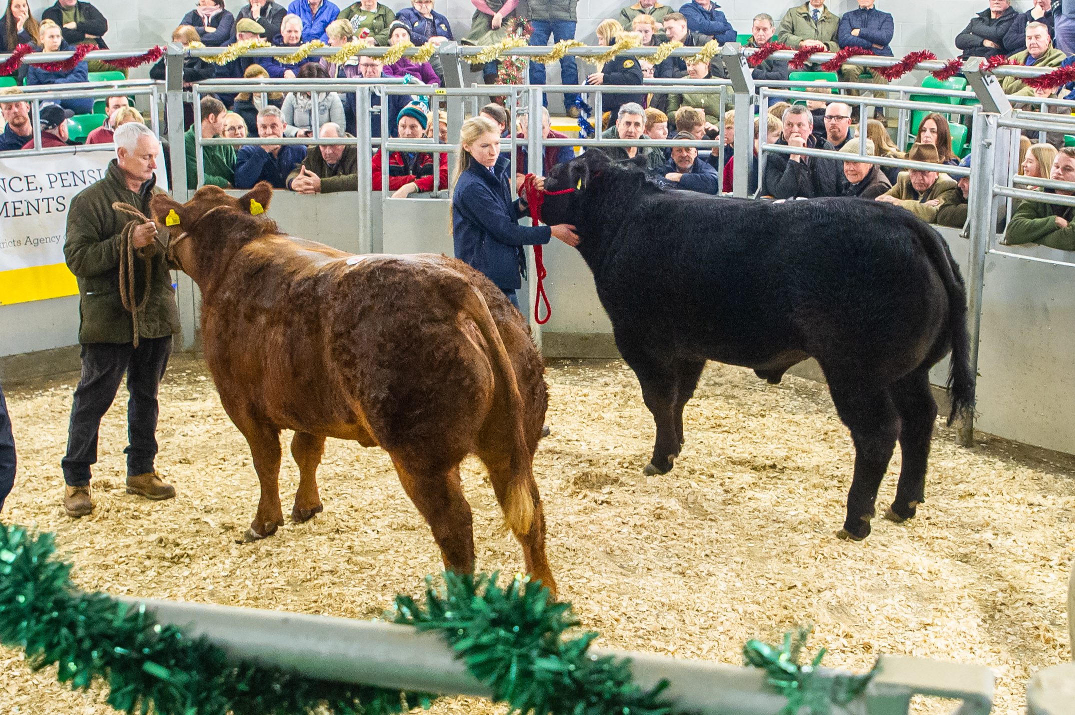 CHRISTMAS FATSTOCK SHOW & SALE - 24-25/11/21 | Darlington Farmers ...