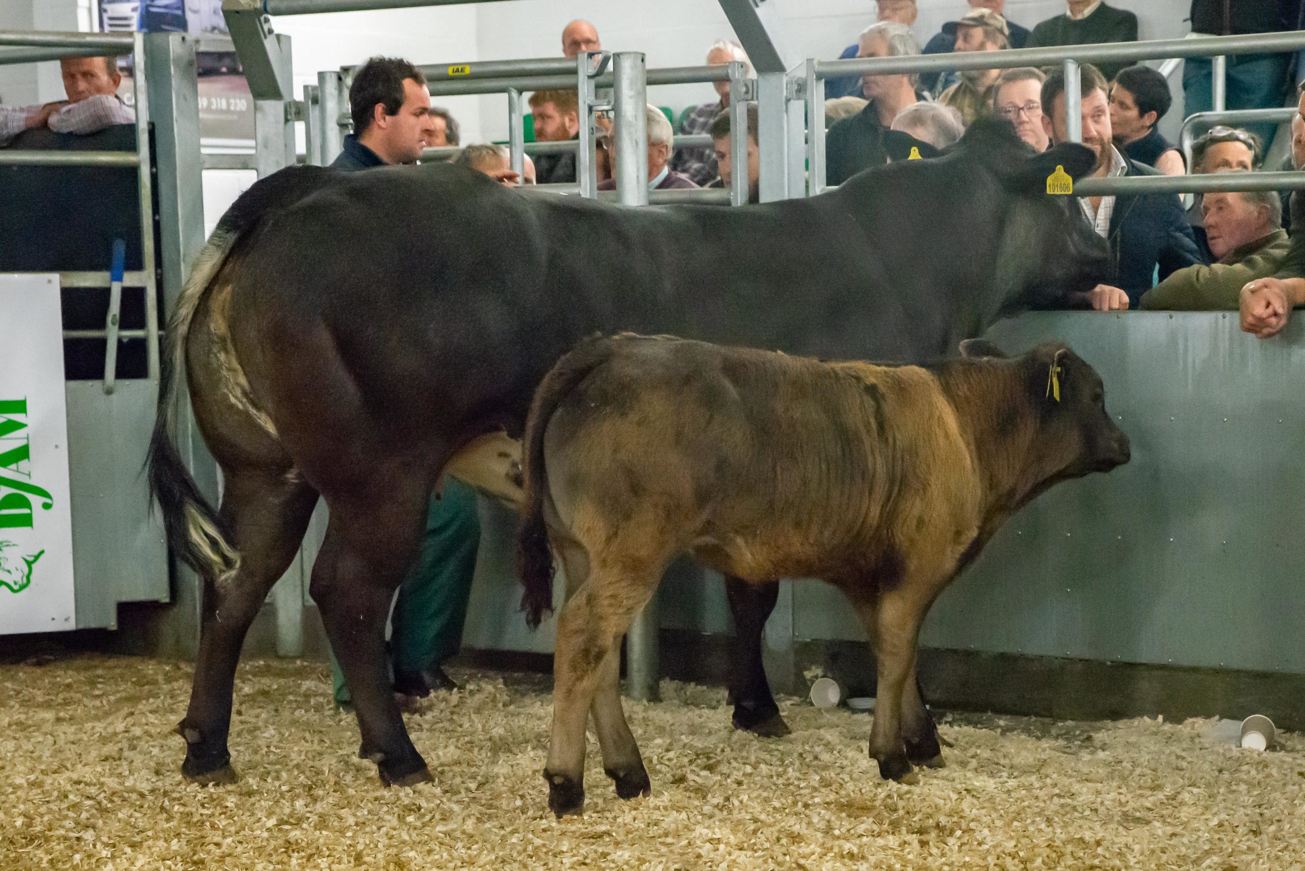 J L Marks Dispersal - Cast Cows & Store Cattle | Darlington Farmers ...