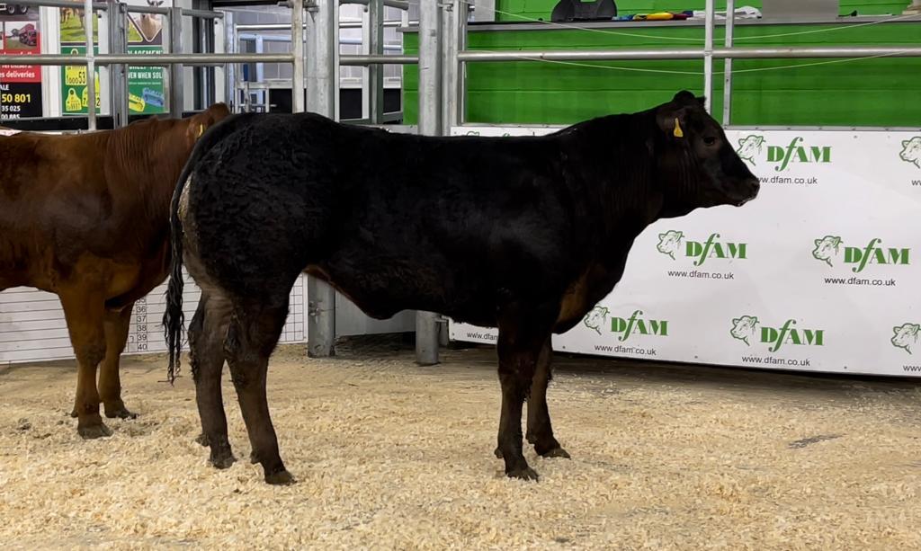 BANK HOLIDAY SHOW & SALE OF STORE CATTLE | Darlington Farmers Auction Mart