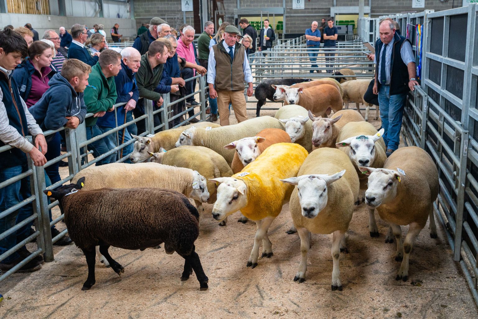 Tup Tup Chalice Show and Sale | Darlington Farmers Auction Mart