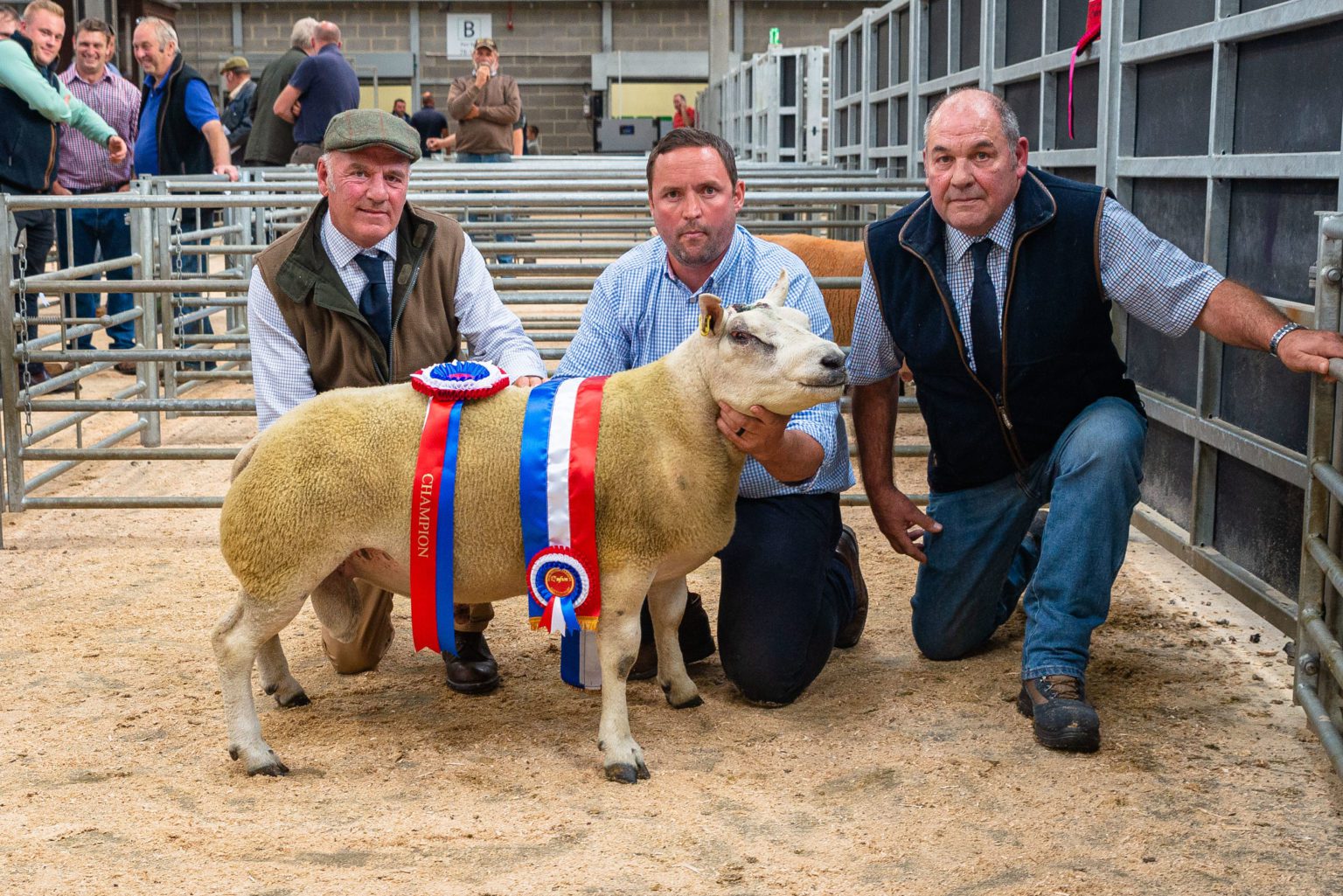 Tup Tup Chalice Show and Sale | Darlington Farmers Auction Mart