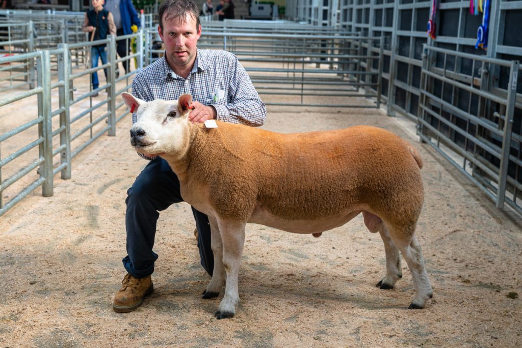 Tup Tup Chalice Show and Sale | Darlington Farmers Auction Mart