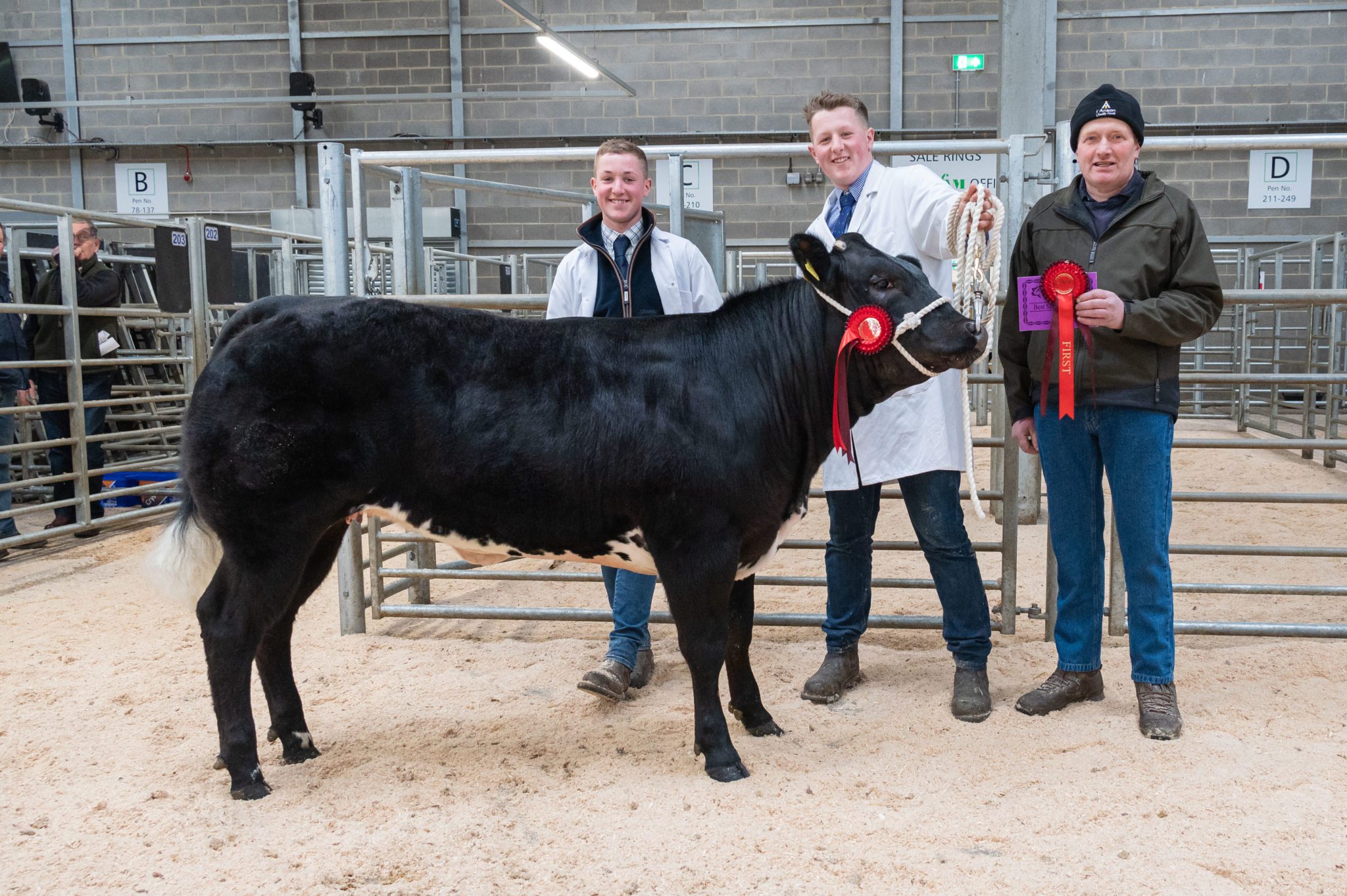 Junior Farmers Club Show & Sale of Overwintered Cattle | Darlington ...