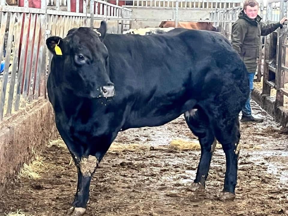 Special Show & Sale of Forward Store Cattle | Darlington Farmers ...