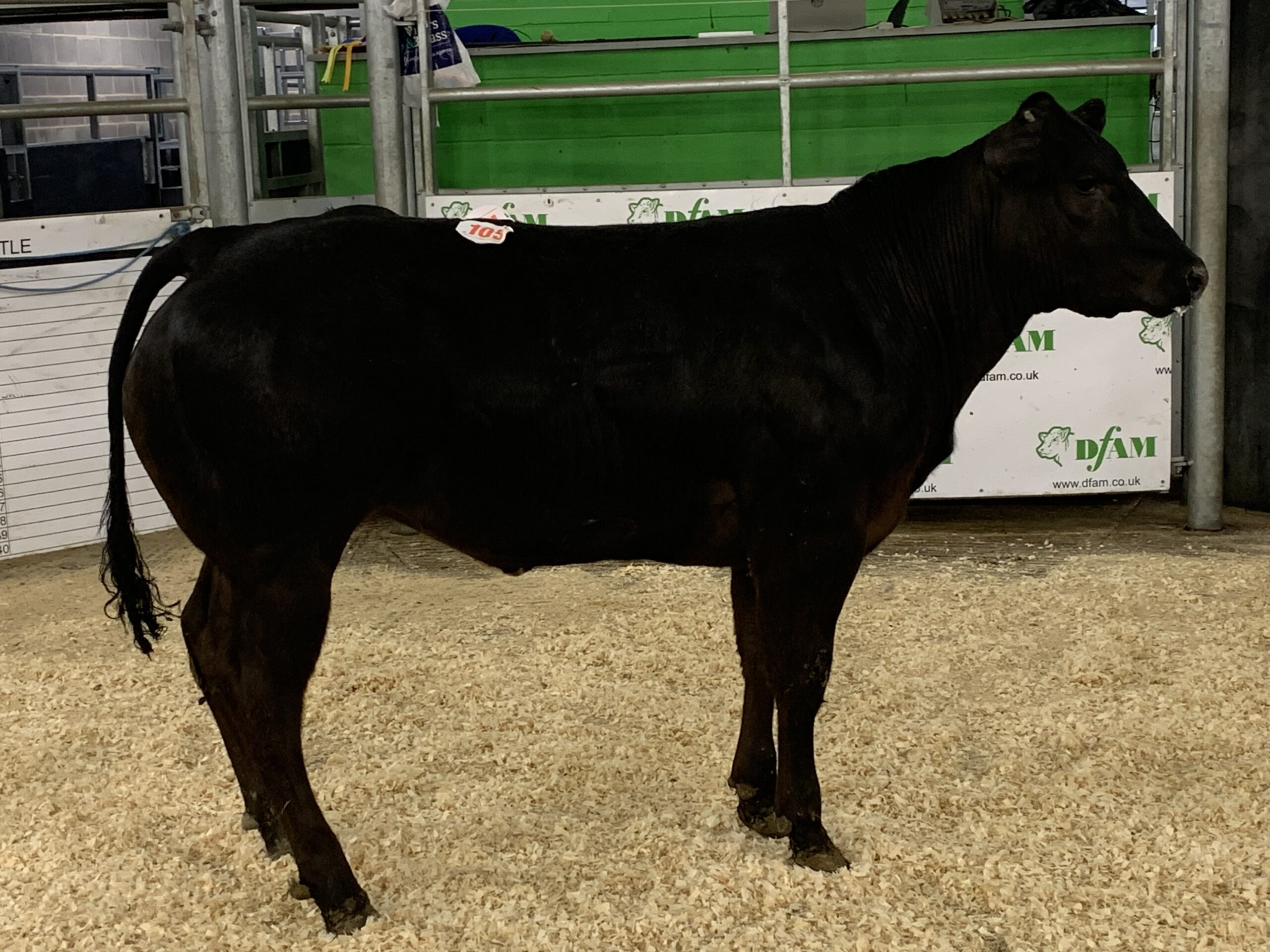 Stars of the Future Show & Sale of Store Cattle | Darlington Farmers ...