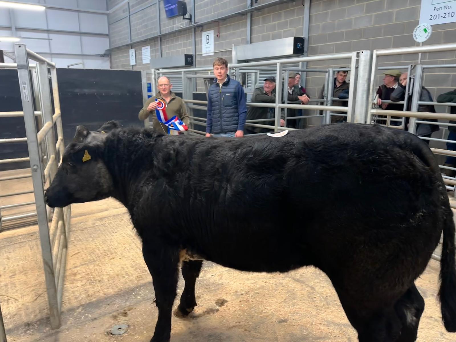 Special Show and Sale of Forward Store Cattle | Darlington Farmers ...