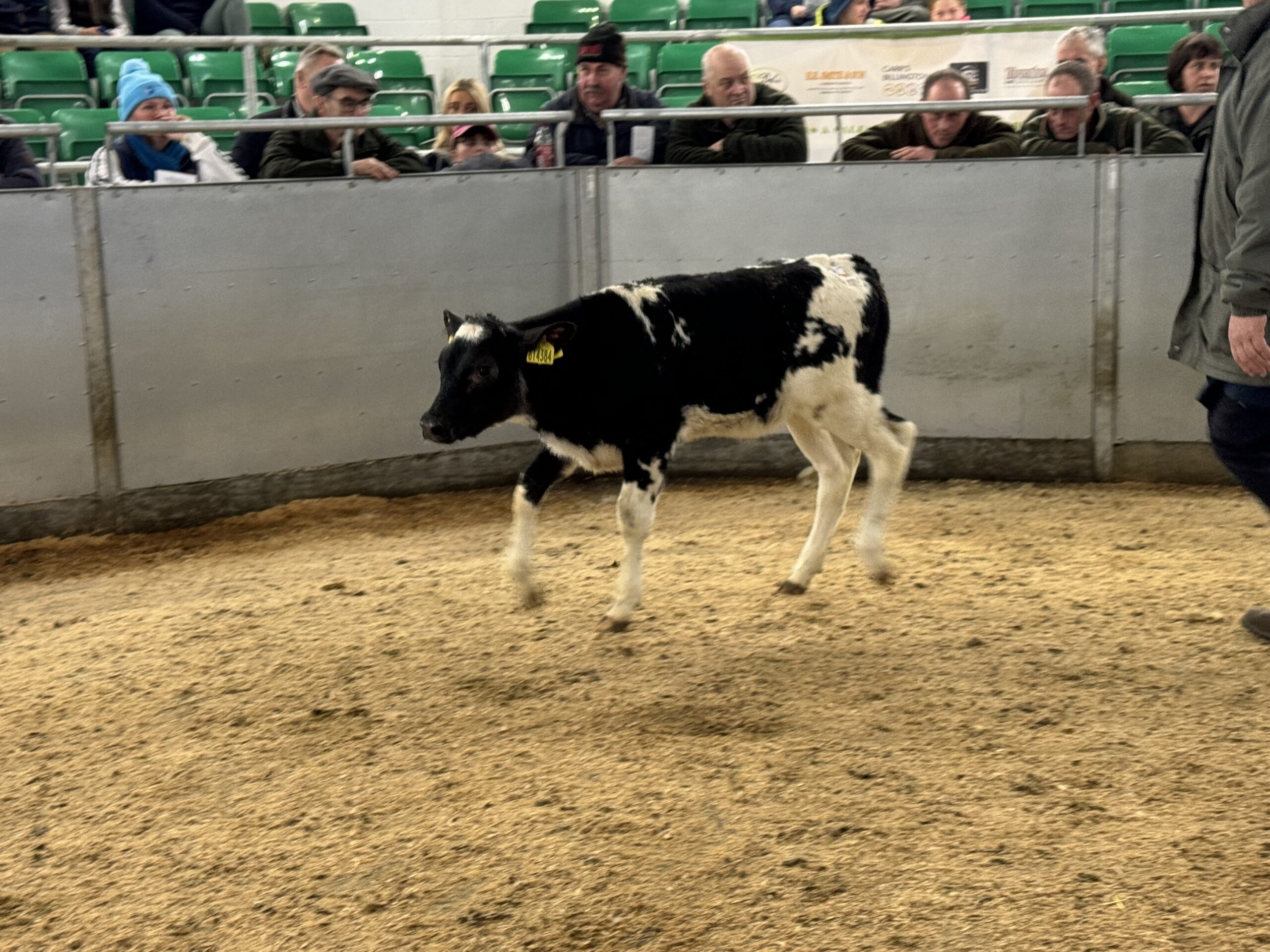 Cast Cattle, Store & Breeding Stock, Rearing Calves | Darlington ...