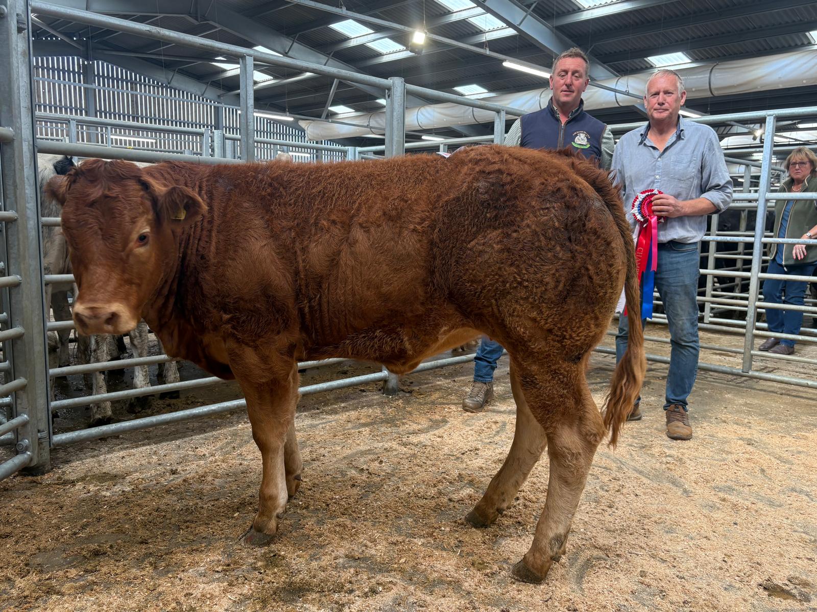 Big Bank Holiday Show & Sale Report | Darlington Farmers Auction Mart
