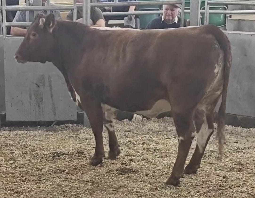 Cast Cows / Store Stock / Rearing Calves | Darlington Farmers Auction Mart