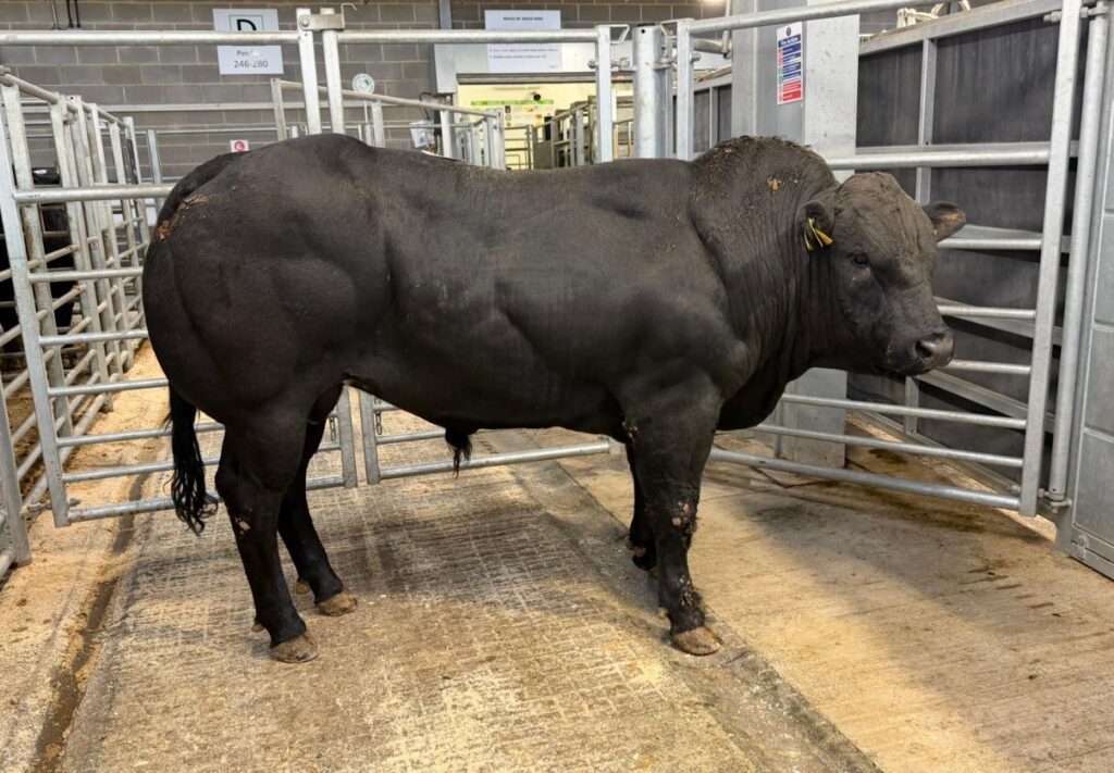 Anniversary Sale of Prime Stock | Darlington Farmers Auction Mart