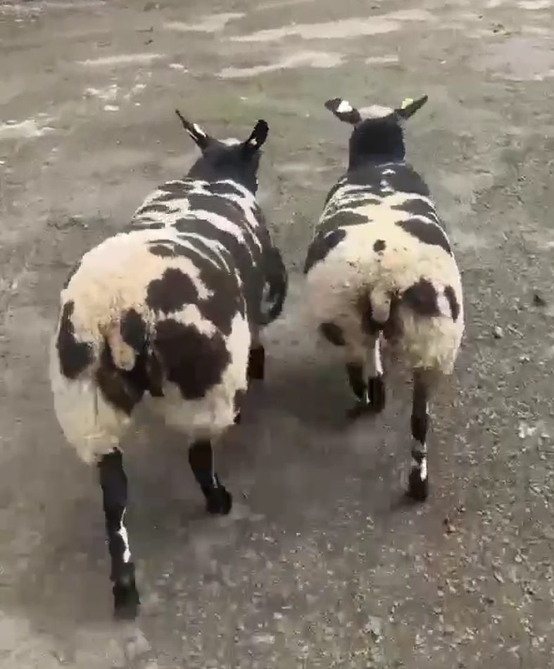 Cast Cattle, Store & Breeding Stock & Rearing Calves | Darlington ...