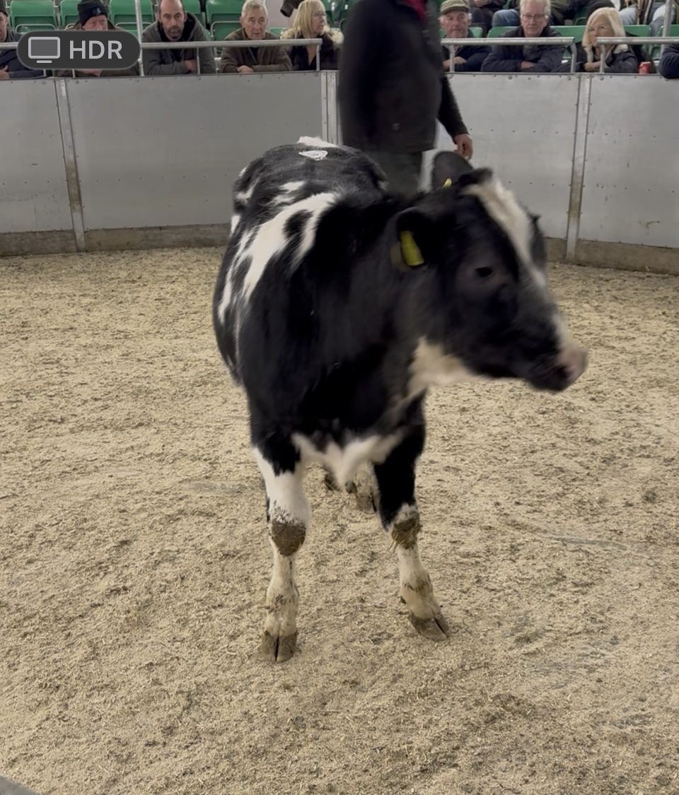 Cast Cattle, Store & Breeding Stock, Rearing Calves | Darlington ...