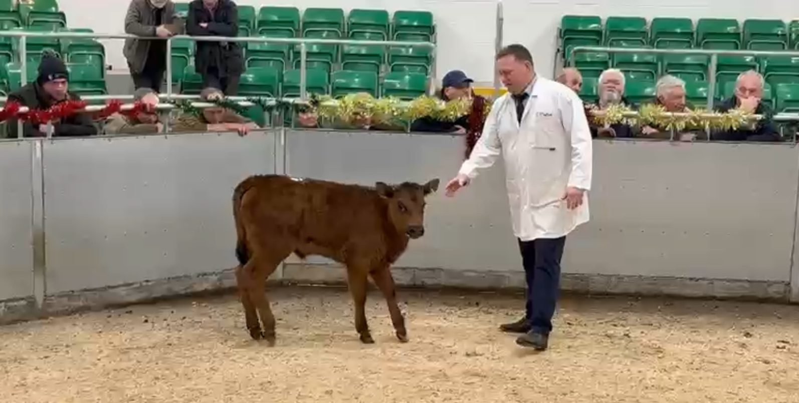Cast Cattle, Store & Breeding Stock & Rearing Calves | Darlington ...