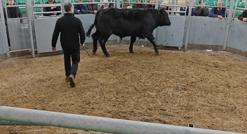 Cast Cattle, Store & Breeding Stock and Rearing Calves | Darlington ...