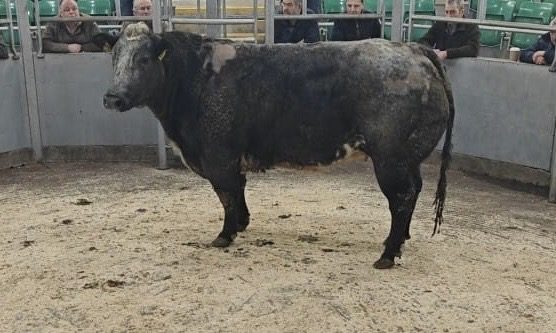 Weekly Cast Cattle, Store & Breeding Stock + Fortnightly Calves ...