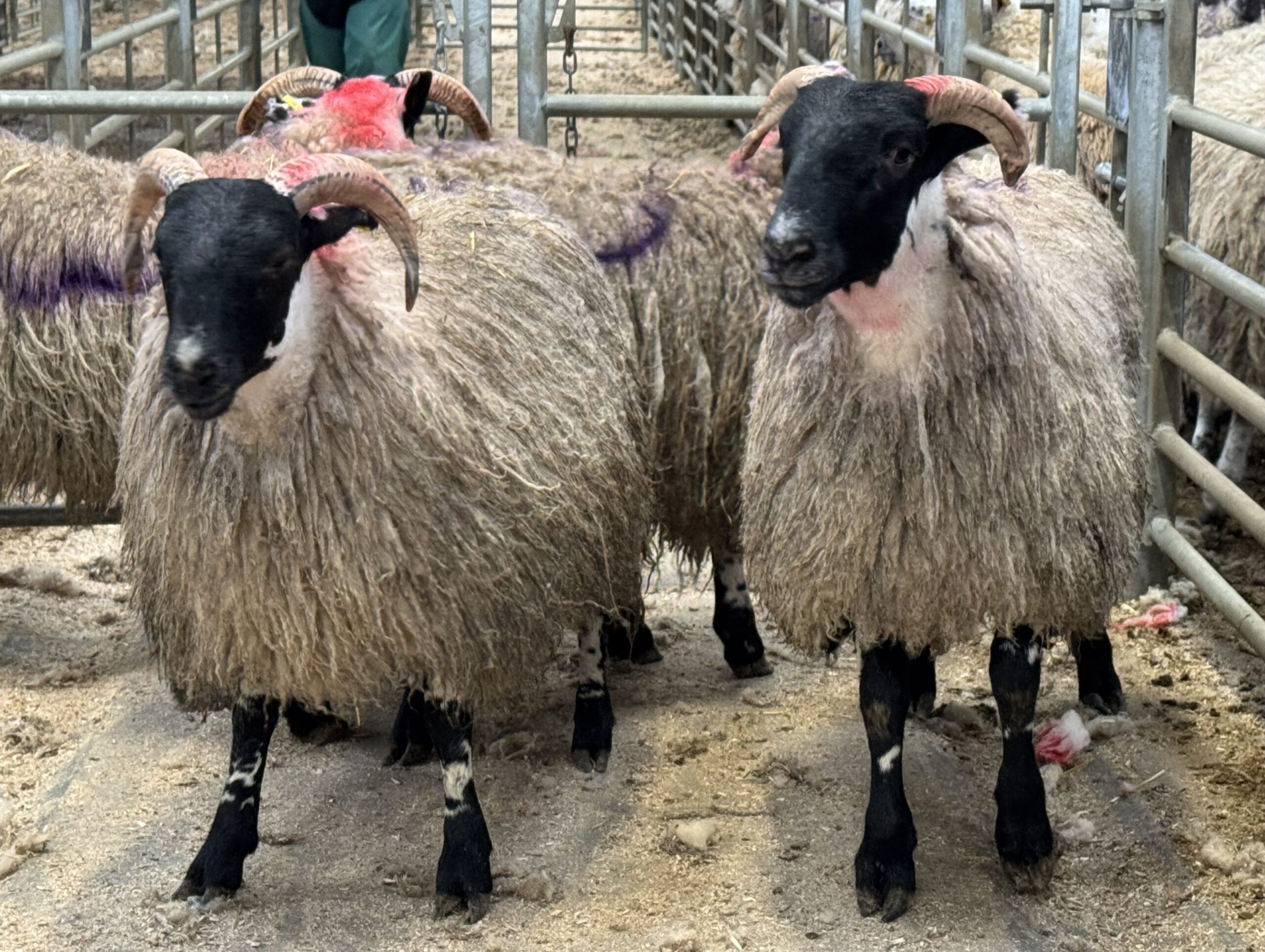 Prime Stock Report | Darlington Farmers Auction Mart